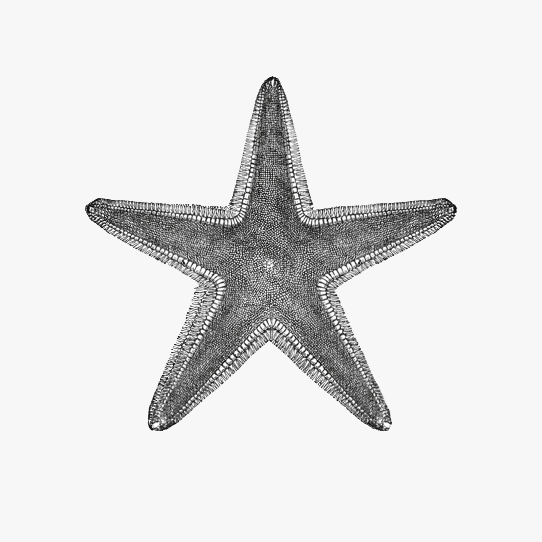 Star Point Star Point Lateral